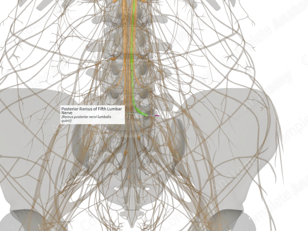 Posterior Ramus of Fifth Lumbar Nerve (Left) | Complete Anatomy