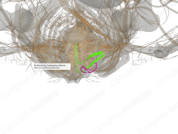Perforating Cutaneous Nerve (Left) | Complete Anatomy