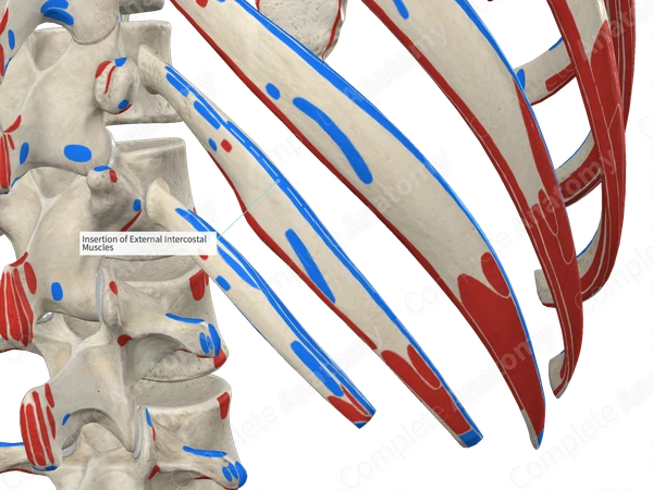 Insertion of External Intercostal Muscles | Complete Anatomy