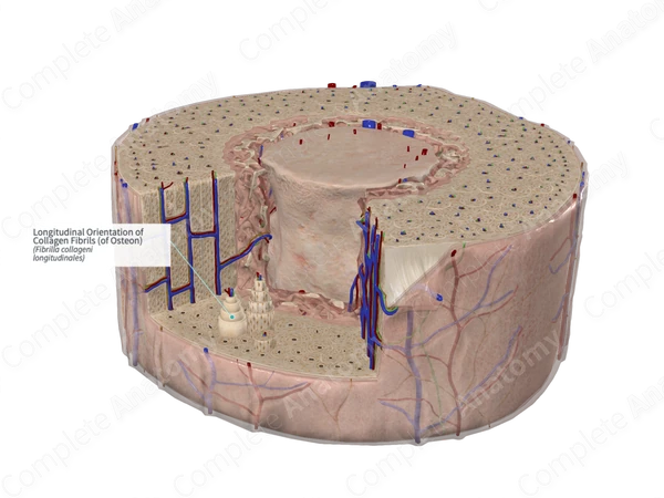 Longitudinal Orientation of Collagen Fibrils (of Osteon) | Complete Anatomy