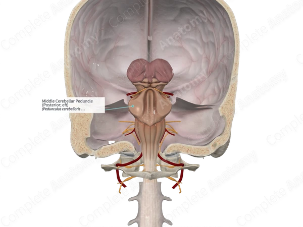 Middle Cerebellar Peduncle (Posterior; eft) | Complete Anatomy