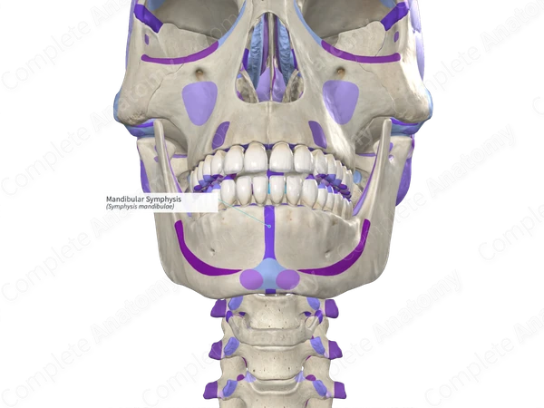 Mandibular Symphysis | Complete Anatomy
