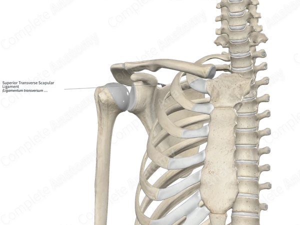 Superior Transverse Scapular Ligament | Complete Anatomy