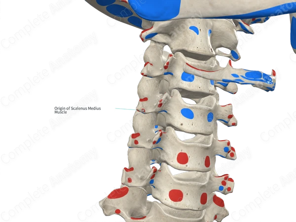 Origin of Scalenus Medius Muscle | Complete Anatomy