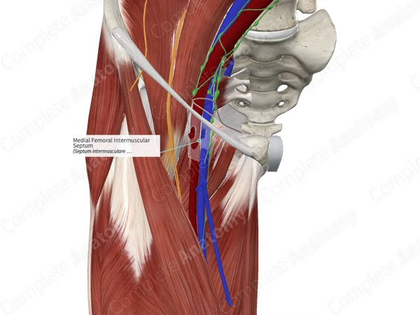 Medial Femoral Intermuscular Septum | Complete Anatomy