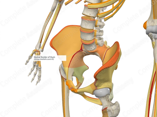 Medial Border of Ilium | Complete Anatomy