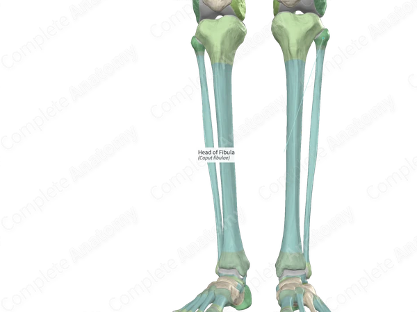 Head of Fibula | Complete Anatomy