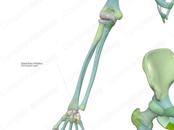 Distal Part of Radius | Complete Anatomy