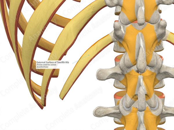 External Surface of Twelfth Rib | Complete Anatomy