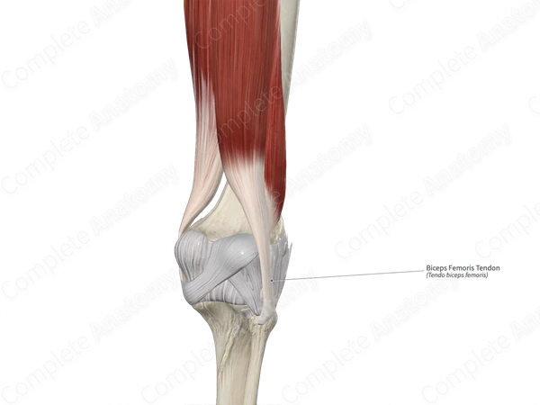 Biceps Femoris Tendon | Complete Anatomy