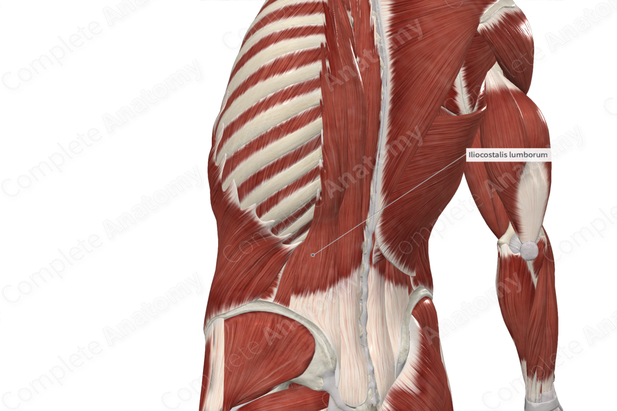 Iliocostalis Lumborum Muscle | Complete Anatomy