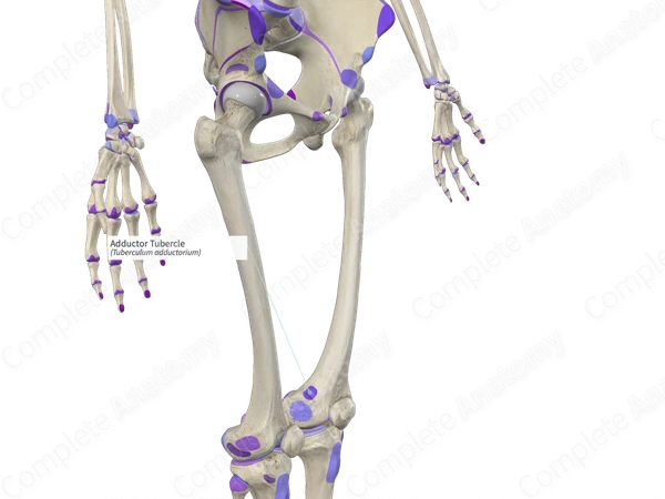 Adductor Tubercle | Complete Anatomy