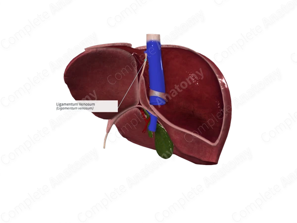 Ligamentum Venosum | Complete Anatomy
