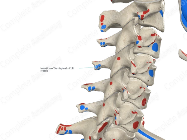 Insertion of Semispinalis Colli Muscle | Complete Anatomy