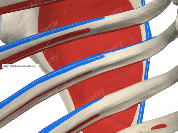 Origin of Subscapularis Muscle | Complete Anatomy