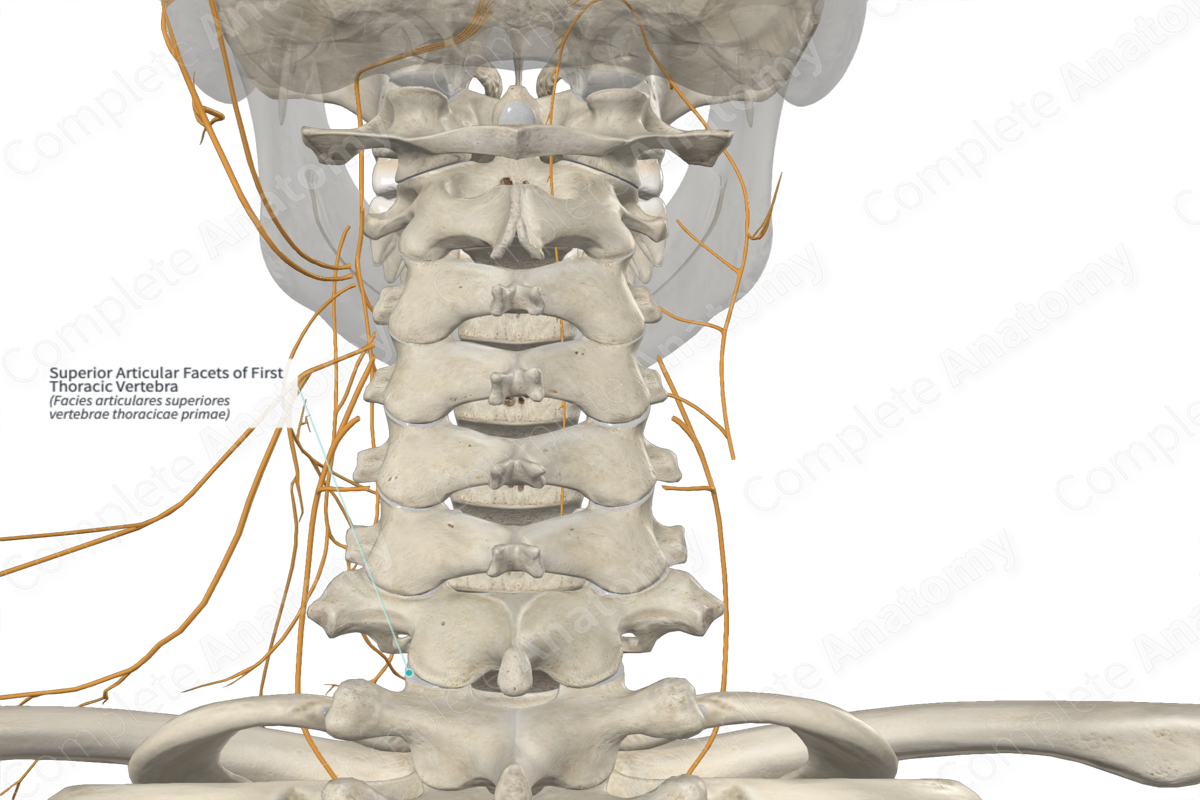 Superior Articular Facets Of First Thoracic Vertebra Complete Anatomy