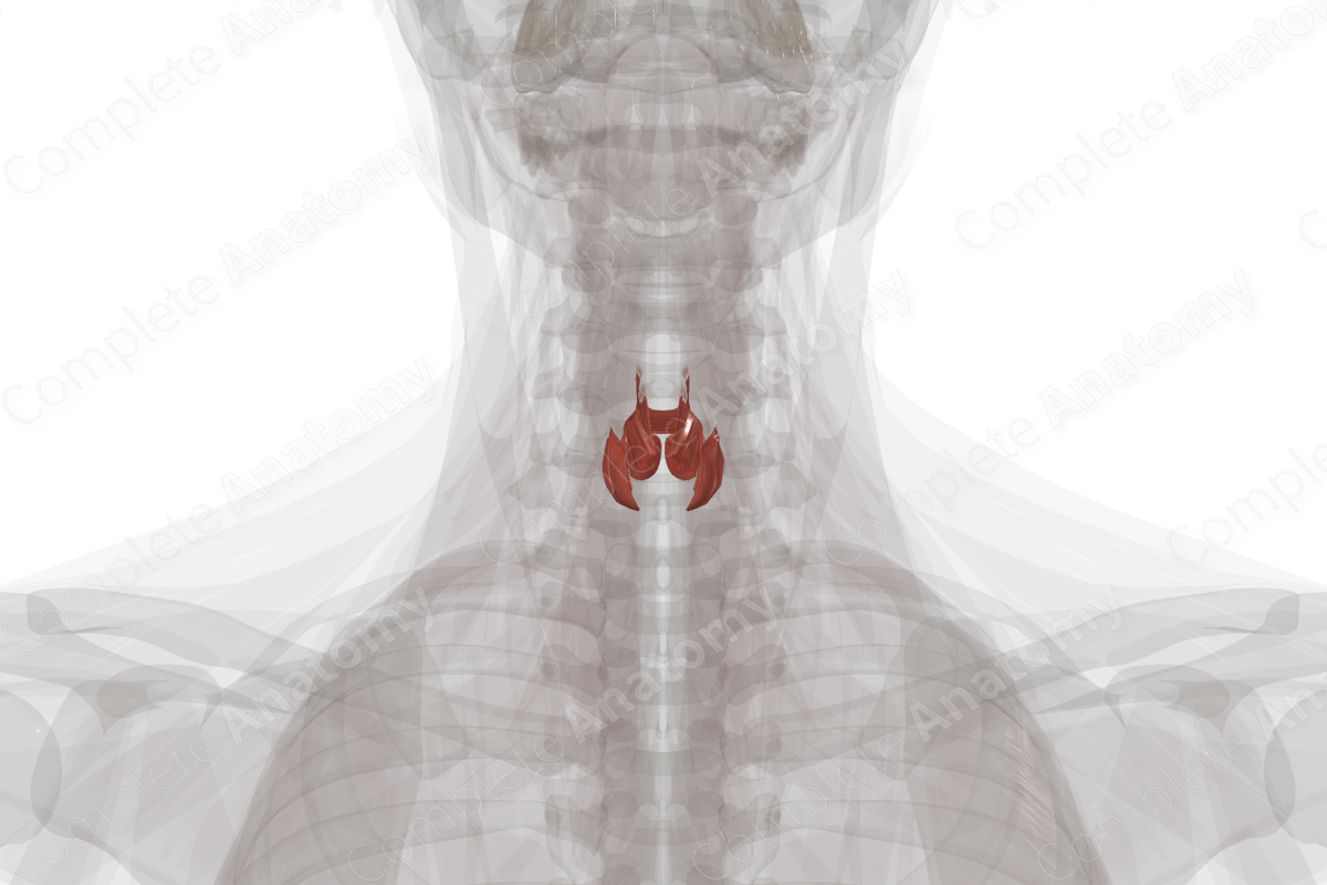 Laryngeal Muscles | Complete Anatomy