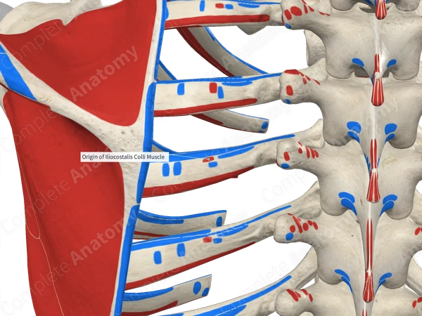 Origin of Iliocostalis Colli Muscle | Complete Anatomy