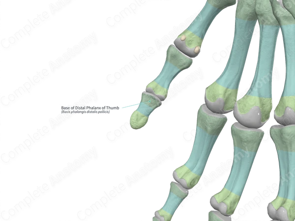 Base of Distal Phalanx of Thumb | Complete Anatomy