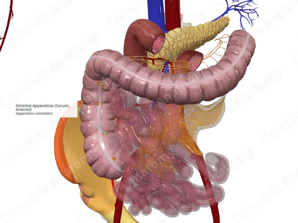 Omental Appendices (Cecum; Anterior) | Complete Anatomy
