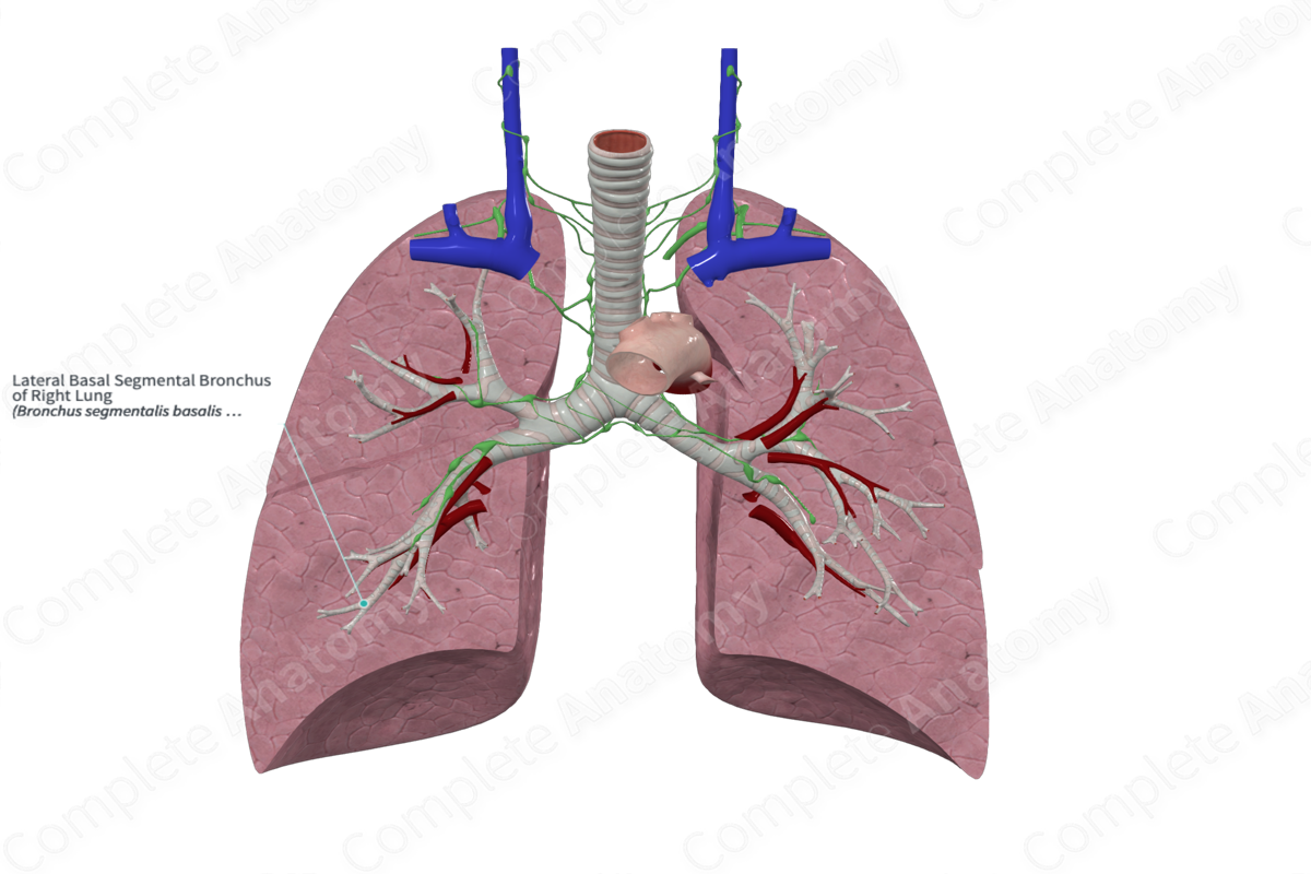 Lateral Basal Segmental Bronchus Of Right Lung Complete Anatomy