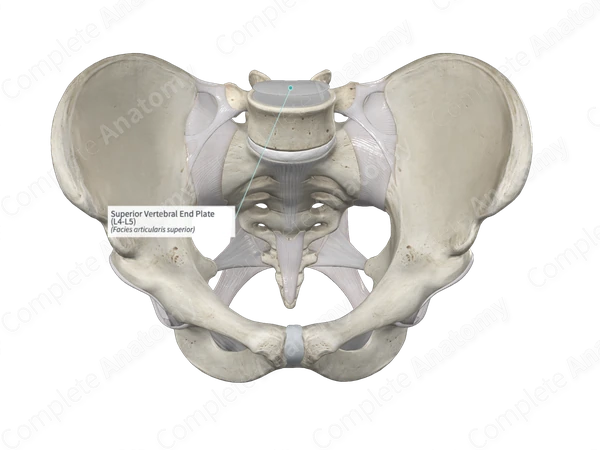 Superior Vertebral End Plate (L4-L5) | Complete Anatomy