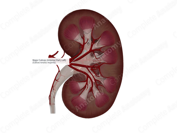 Major Calices (Anterior Part; Right) | Complete Anatomy