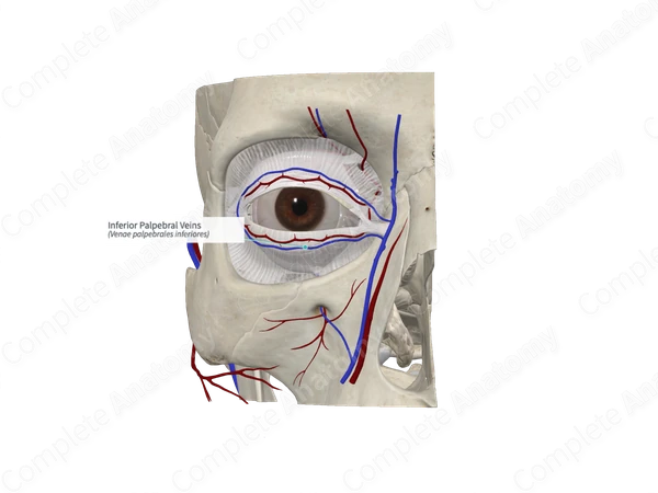 Inferior Palpebral Veins | Complete Anatomy