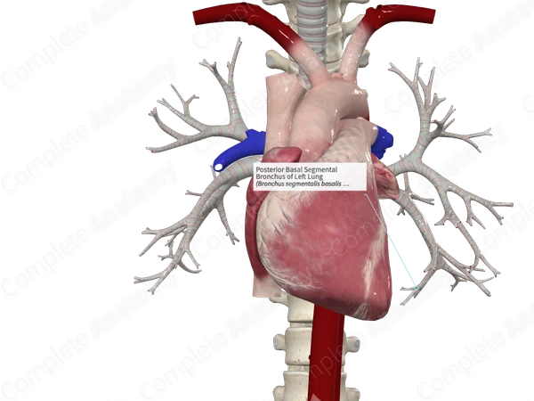 Posterior Basal Segmental Bronchus of Left Lung | Complete Anatomy