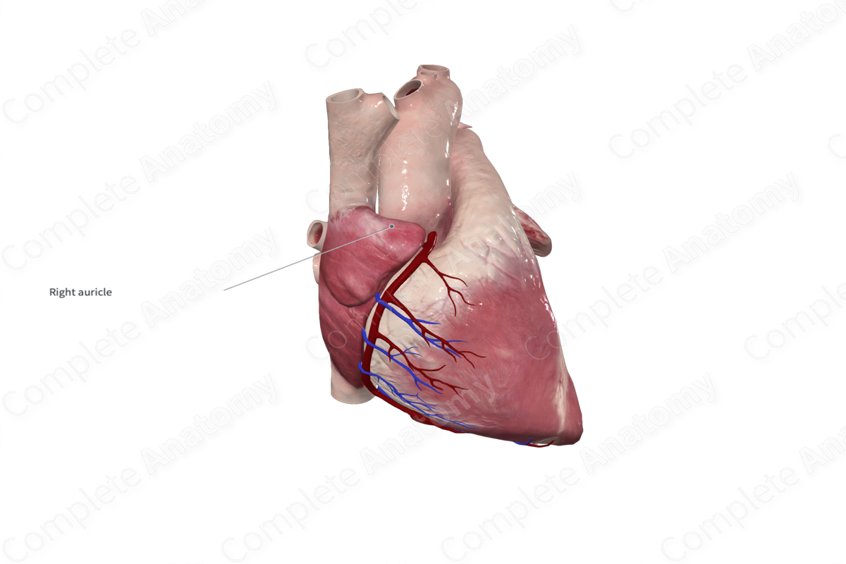 Right Auricle of Heart | Complete Anatomy