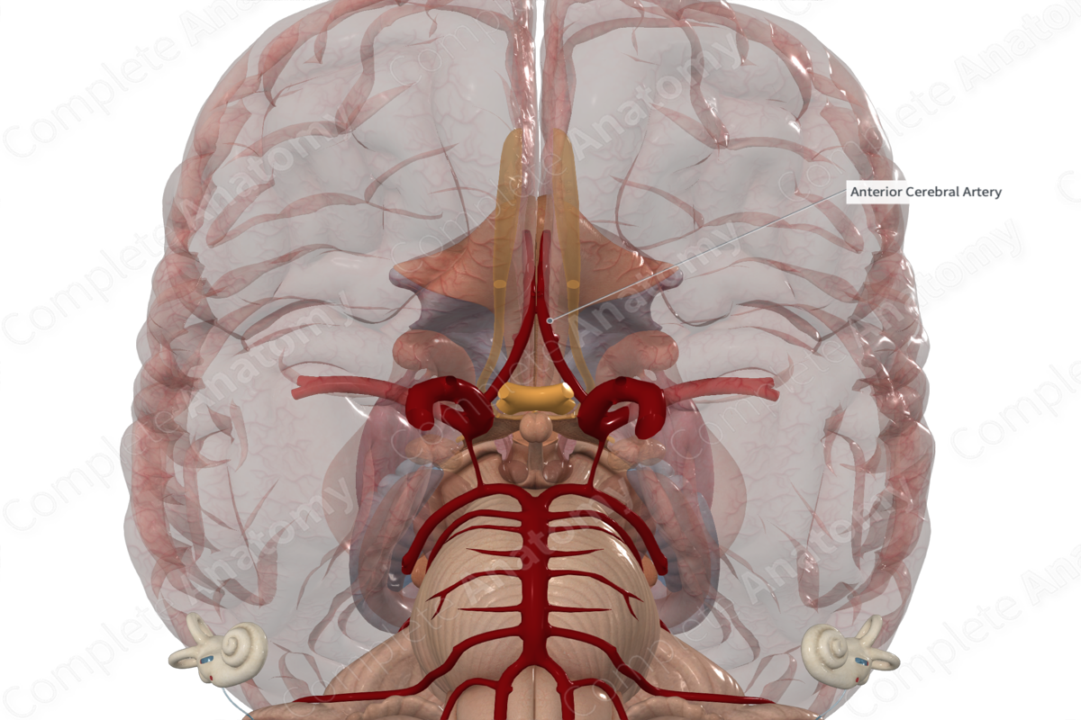 Anterior Cerebral Artery Complete Anatomy