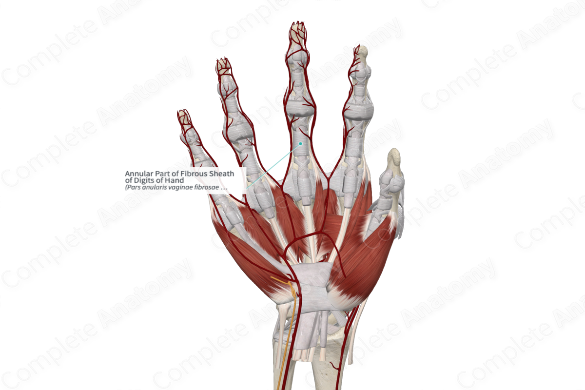 Annular Part Of Fibrous Sheath Of Digits Of Hand Complete Anatomy