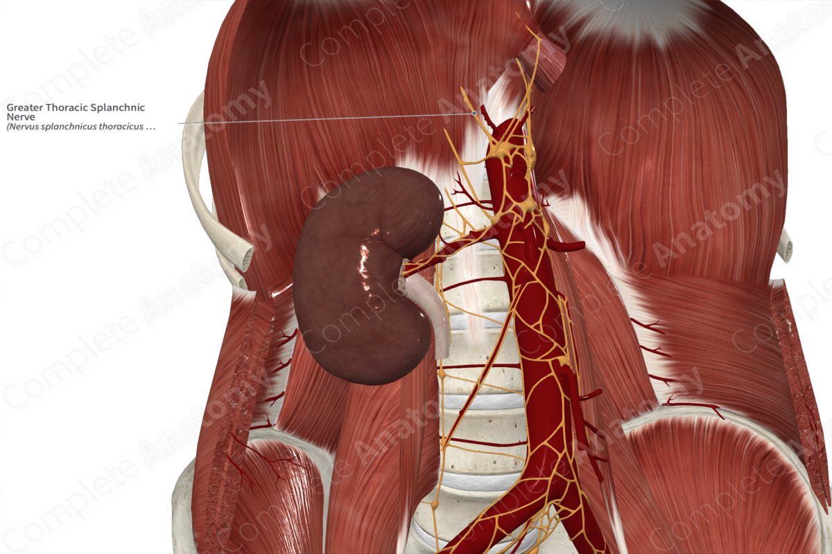 Greater Thoracic Splanchnic Nerve Complete Anatomy