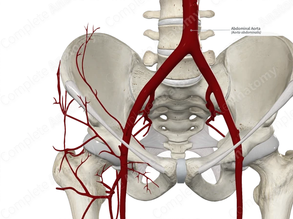 Abdominal Aorta | Complete Anatomy