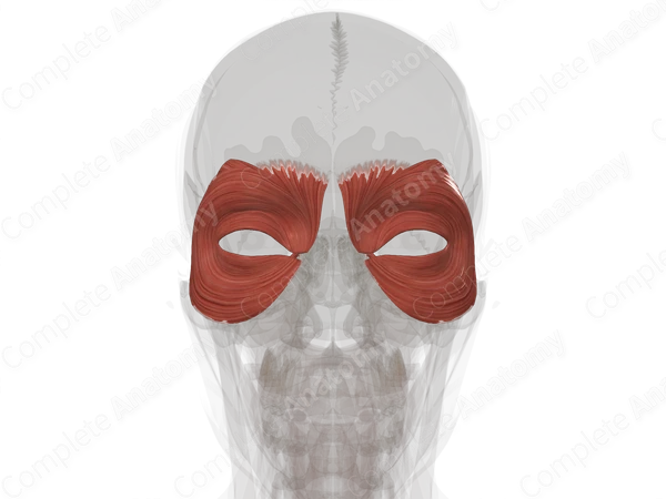 Circumorbital Muscles | Complete Anatomy