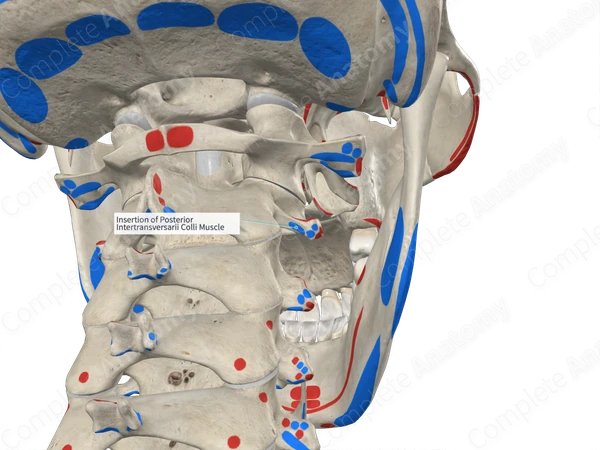 Insertion of Posterior Intertransversarii Colli Muscle | Complete Anatomy