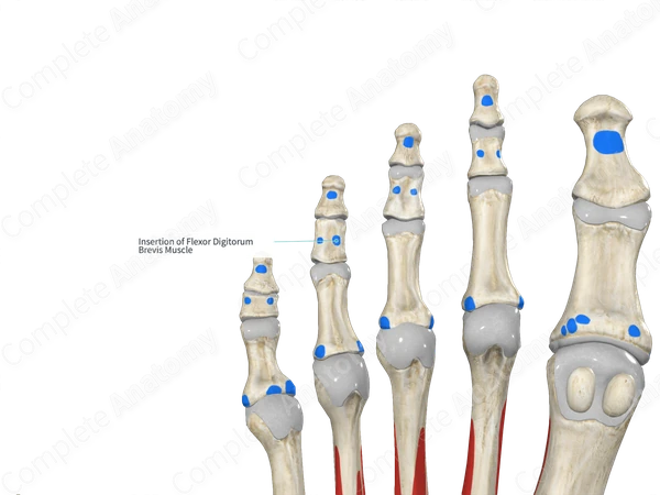 Insertion of Flexor Digitorum Brevis Muscle | Complete Anatomy