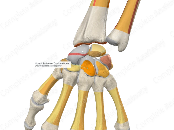 Dorsal Surface of Capitate Bone | Complete Anatomy