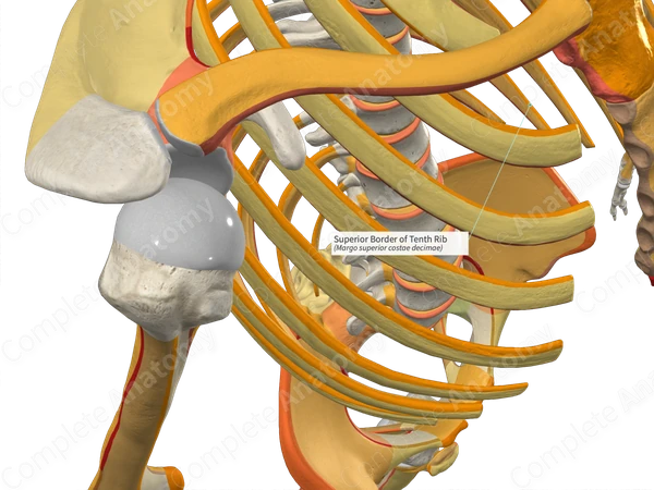 Superior Border of Tenth Rib | Complete Anatomy