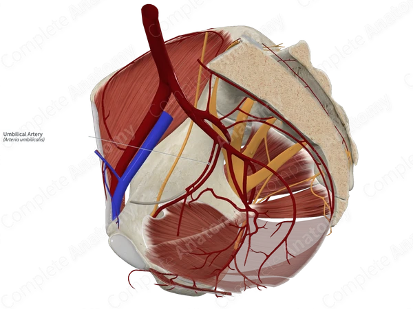 Umbilical Vessels Anatomy The Radiology Assistant : Lines And Tubes In