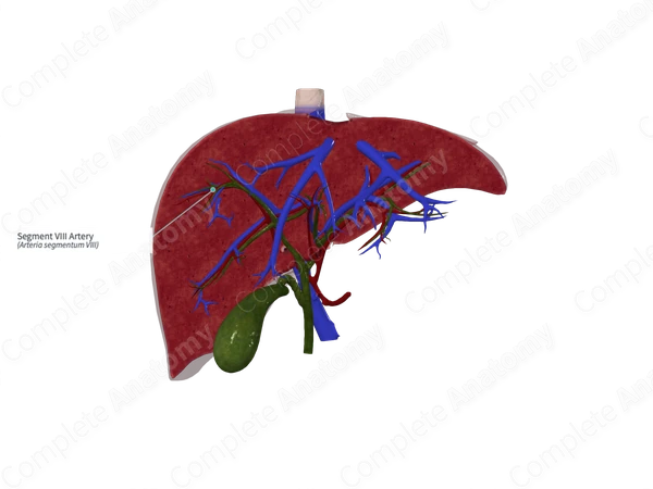Segment VIII Artery | Complete Anatomy