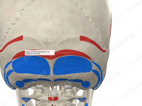 Origin of Descending Part of Trapezius Muscle | Complete Anatomy