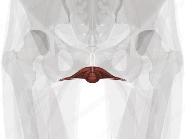 Perineal Muscles | Complete Anatomy