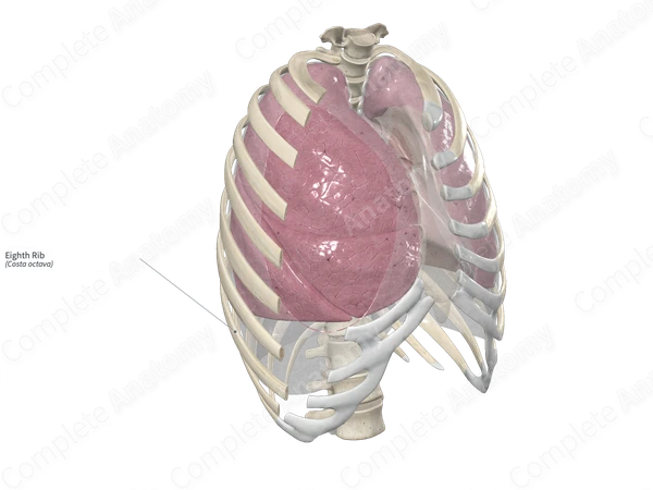 Eighth Rib | Complete Anatomy