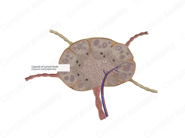 Capsule of Lymph Node | Complete Anatomy