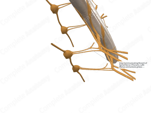 Gray Communicating Branch of Spinal Nerve (Thoracic; Left) | Complete ...