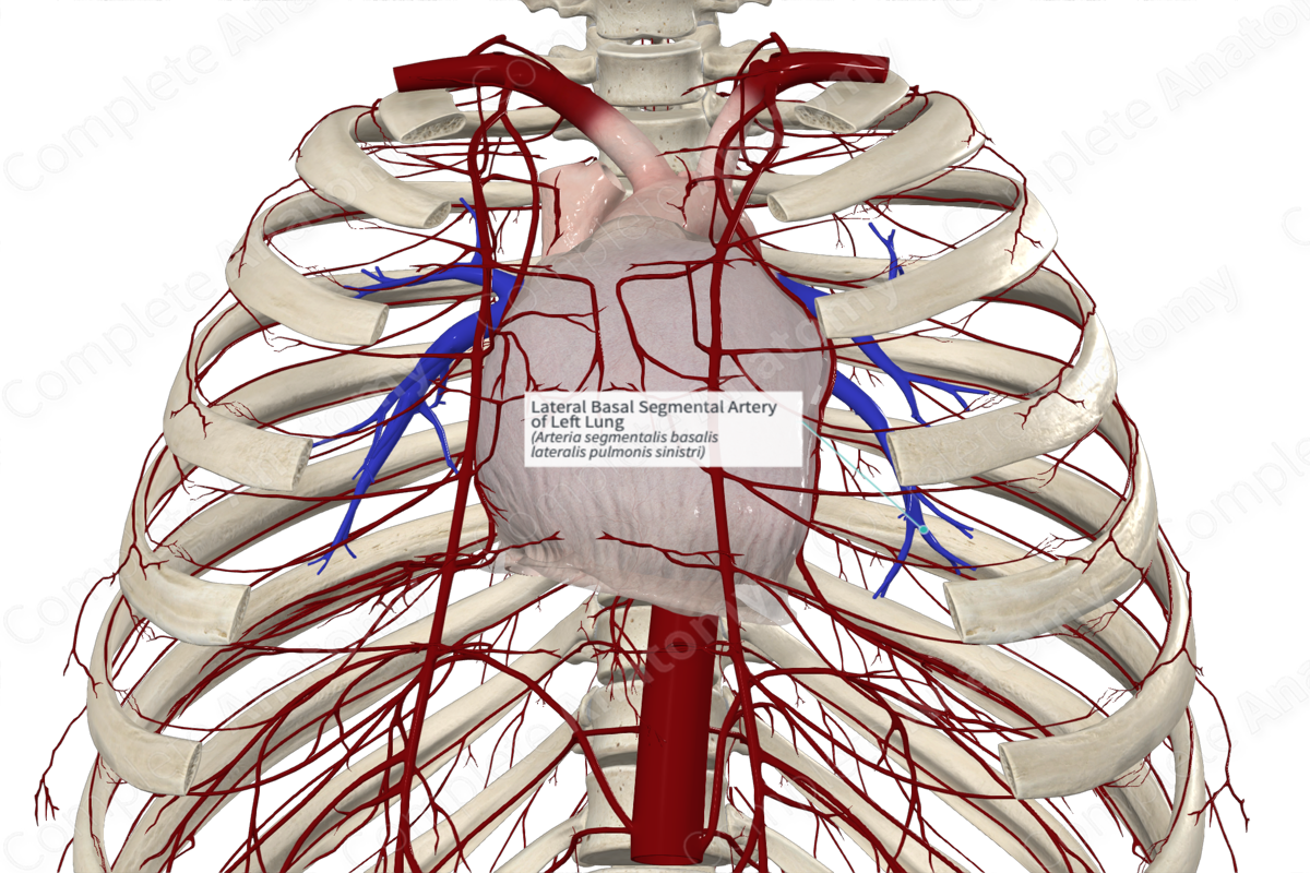 Lateral Basal Segmental Artery Of Left Lung Complete Anatomy
