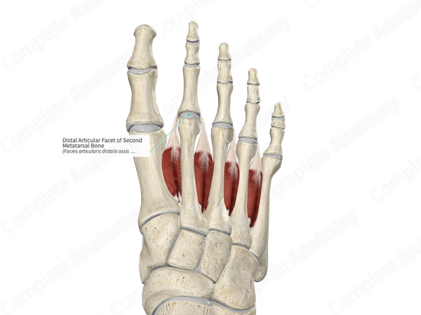 Distal Articular Facet of Second Metatarsal Bone | Complete Anatomy