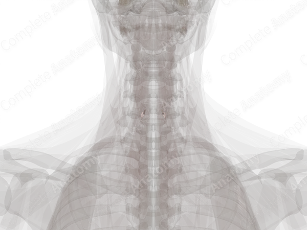 Cricothyroid Joint | Complete Anatomy