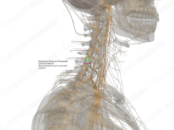 Posterior Ramus of Seventh Cervical Nerve (Left) | Complete Anatomy